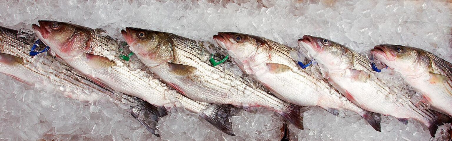 Coastwide Fishery Managers Push Forward Tighter 2026 Rockfish Limits ...