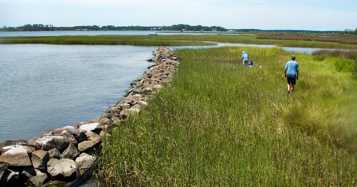 Study: VA Wetlands and Living Shorelines Worth $90 Million in Economic ...
