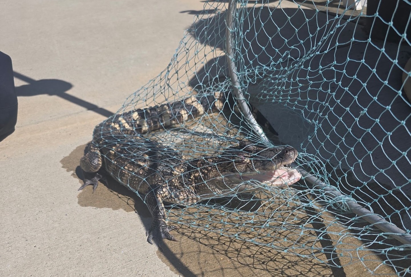DC Surprise: Alligator Caught in Washington Channel at the Wharf ...