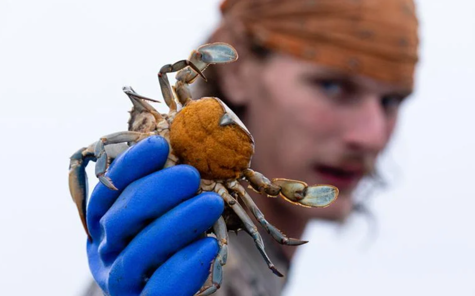 Scientists Use Parasites to Track Bay Crab Population | Chesapeake Bay ...