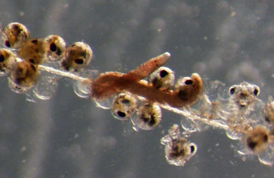 Scientists Use Parasites to Track Bay Crab Population | Chesapeake Bay ...