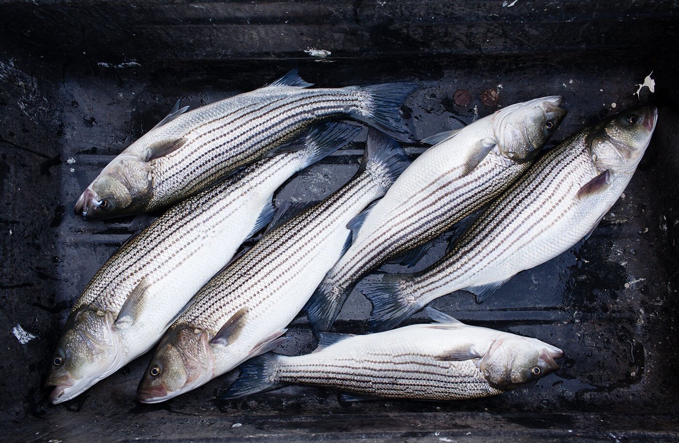 More Rockfish Catch Reductions? Public Hearings to be Held in MD, VA ...