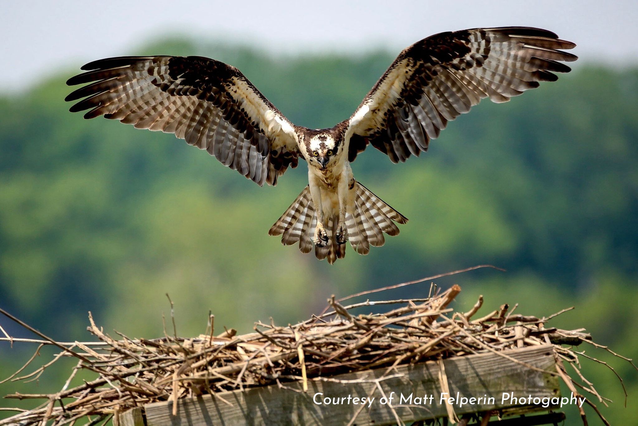 New Study Finds Osprey Breeding Struggles Worsened Throughout the Bay ...