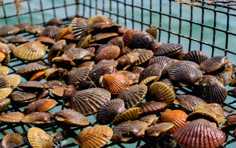 Shellfish Success: Bay Scallops Surge on Virginia's Eastern Shore ...