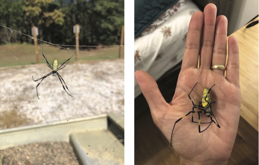 Help Scientist Track Large, Invasive Spider Spreading in Maryland ...