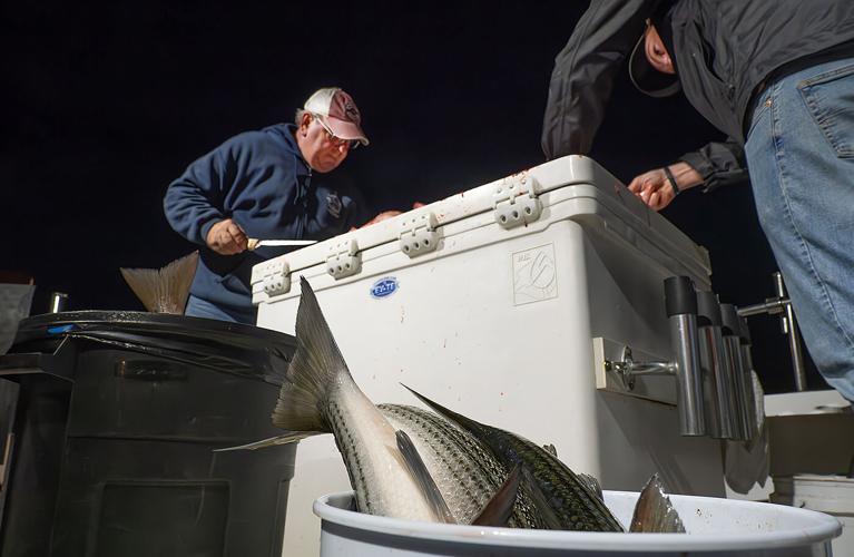 Fishery Managers Hold Fire on Rockfish Catch Limits | Chesapeake Bay ...