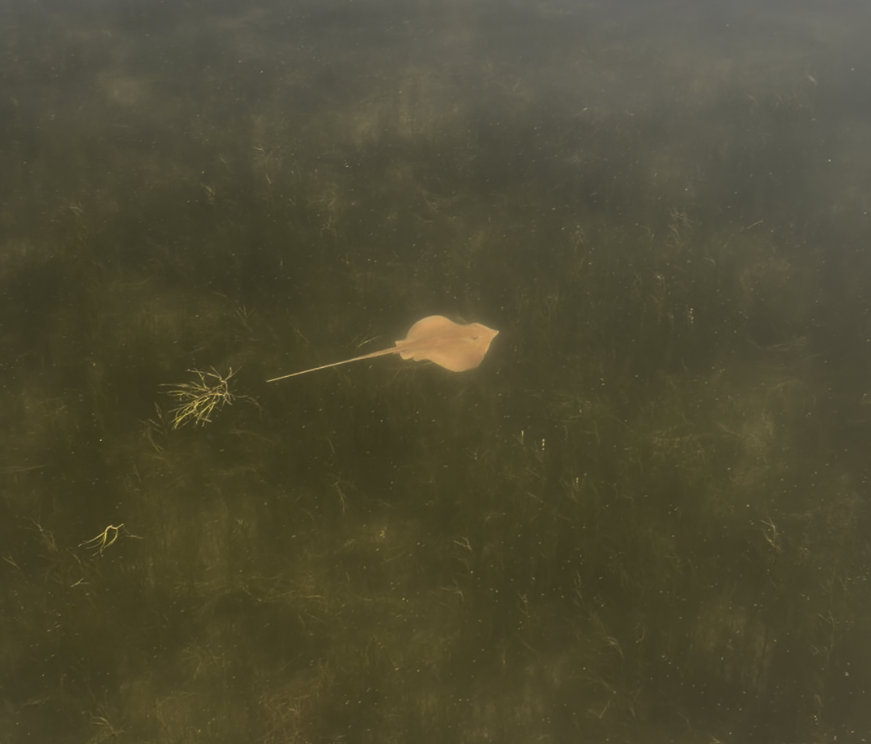 New Visitor to the Bay: Skate Spotted in the Choptank | Chesapeake Bay ...